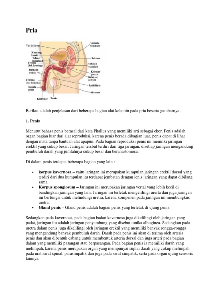 Bagian dan Fungsi Alat Kelamin Pria | PDF