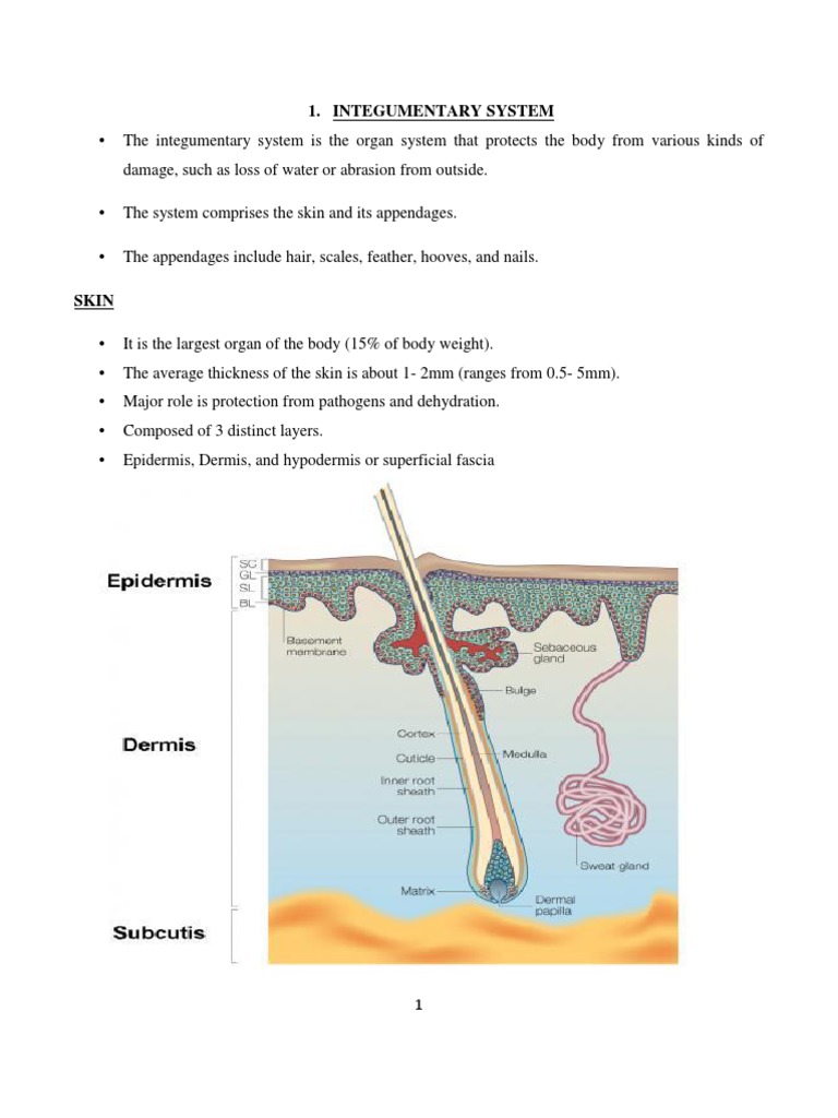 The Structure and Functions of the Integumentary System: A ...