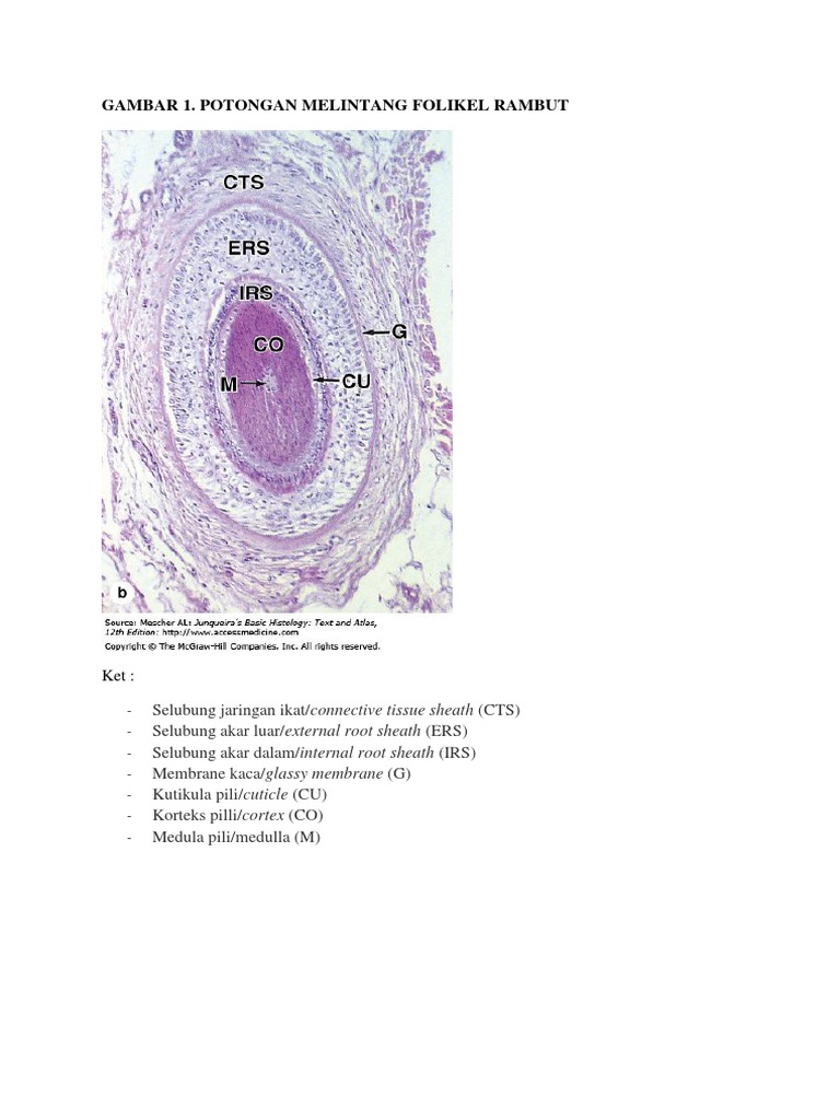 Gambar 1. Potongan Melintang Folikel Rambut | PDF
