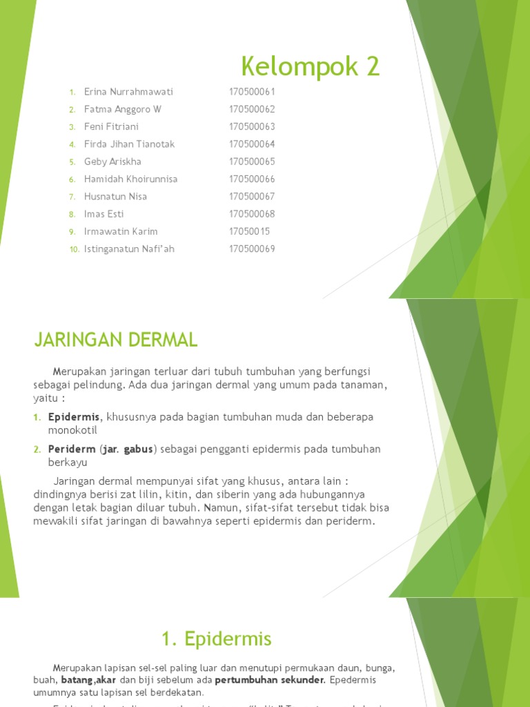 Kelompok 2 Jaringan Dermal | PDF