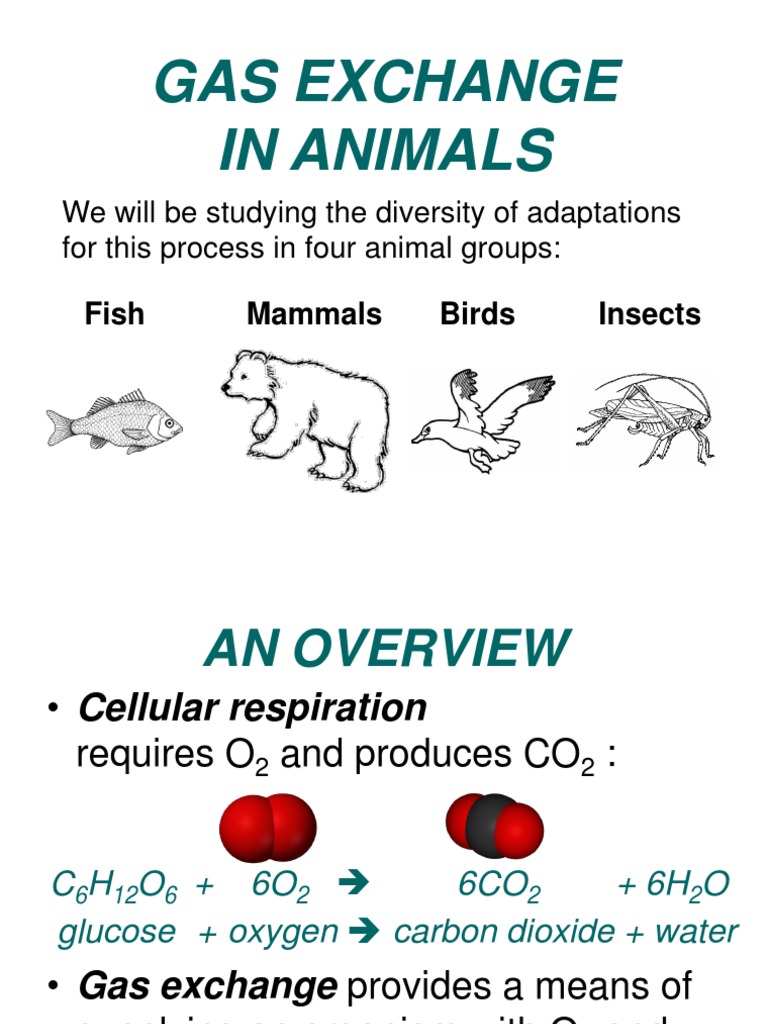 Gas Exchange in Animals: We Will Be Studying The Diversity of ...