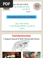 Anesthesia Cheat Sheet: Dogs Cats | PDF