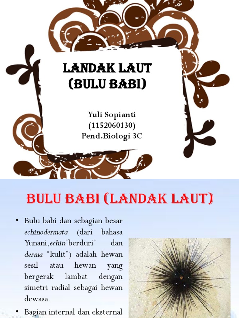 Landak Laut Bulu Babi | PDF