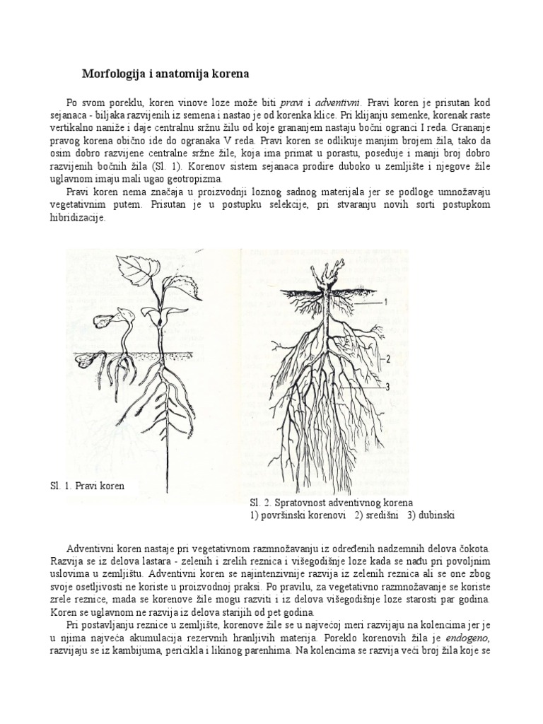 Skripta Za Vezbe PDF | PDF