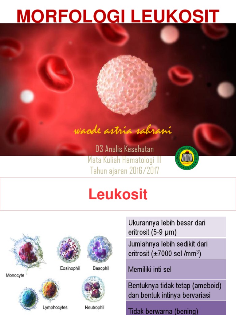 3.MORFOLOGI LEUKOSIT