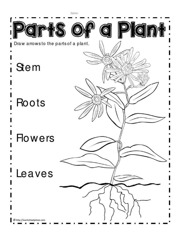 Stem Roots Flowers Leaves: Draw Arrows To The Parts of A Plant | PDF