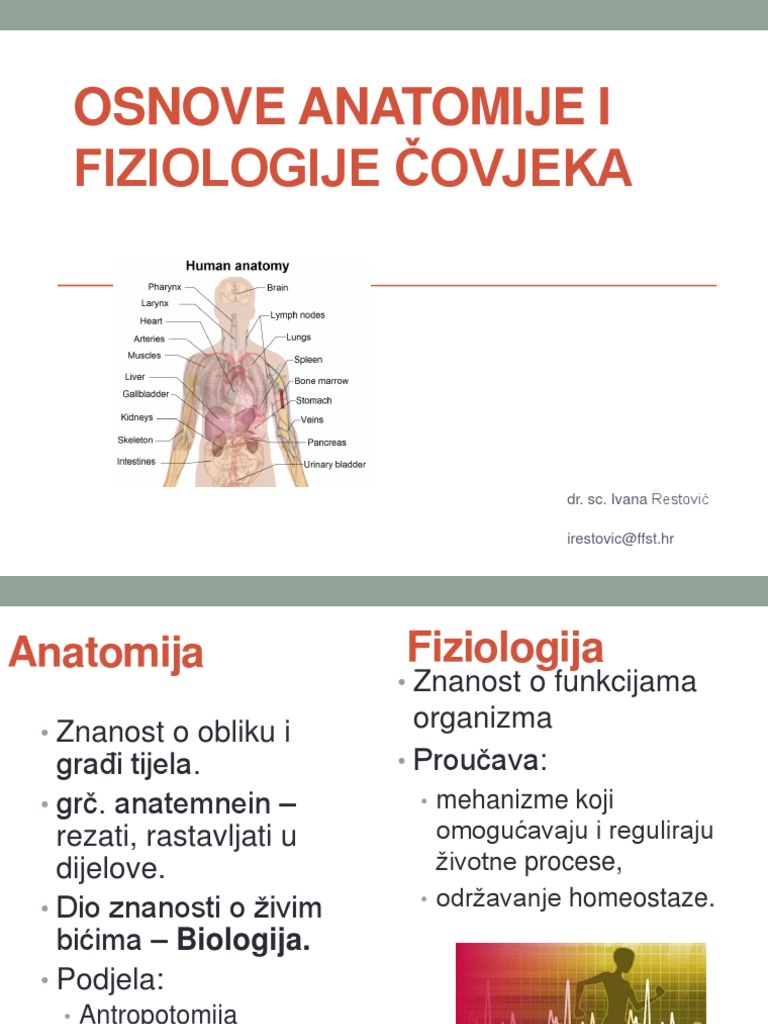 Osnove Anatomije I Fiziologije Covjeka PDF | PDF