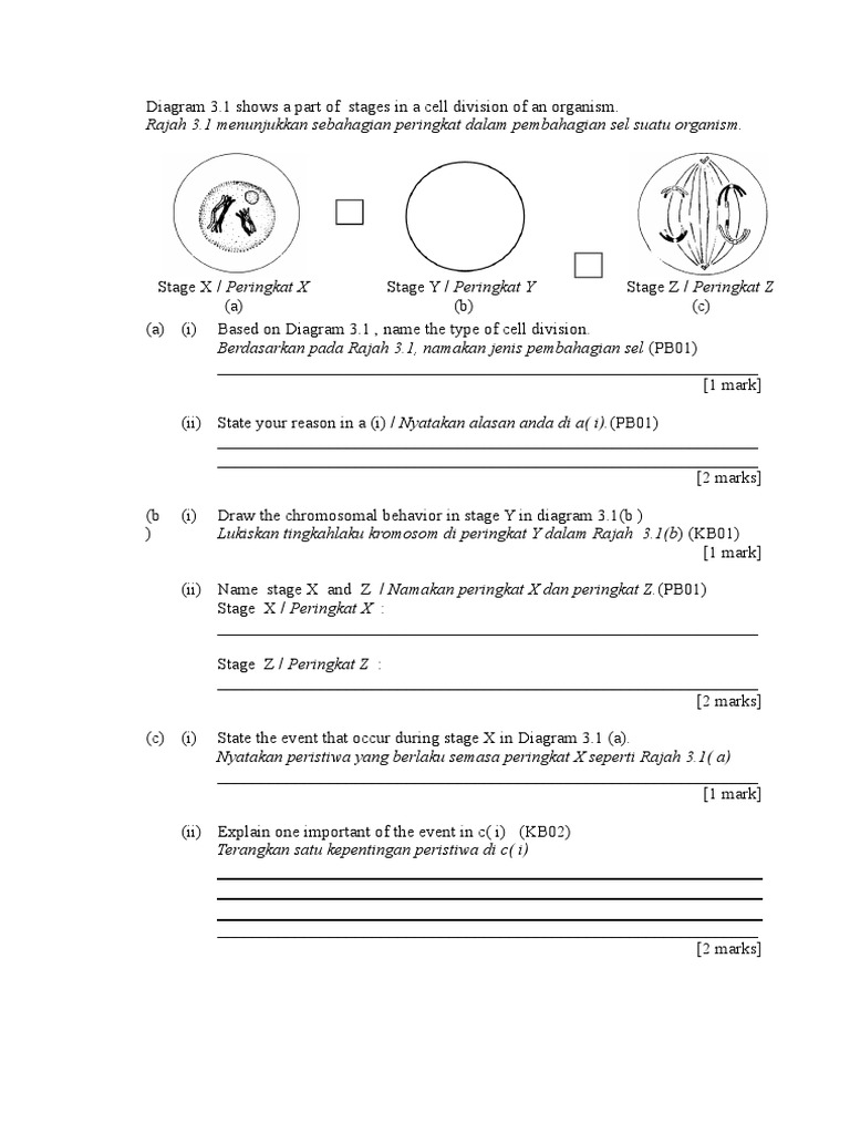 Cell Division | PDF | Meiosis | Biological Processes