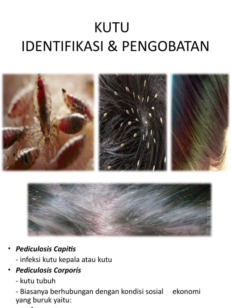 Kutu Rambut. | PDF