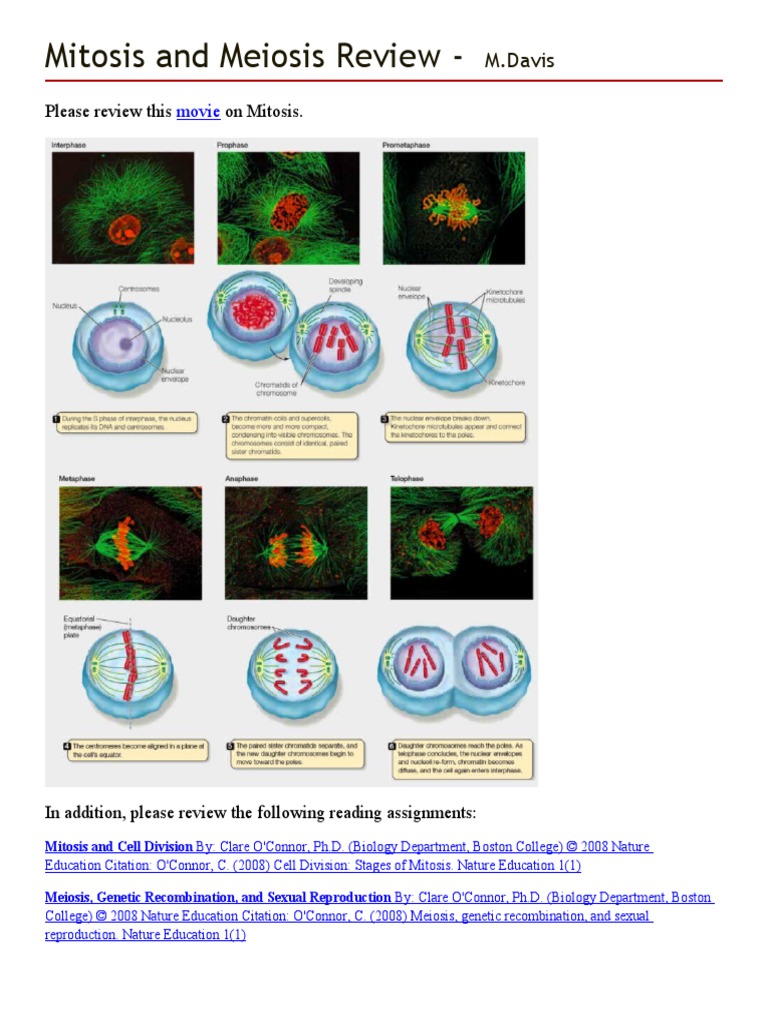 Mitosis and Meiosis Review | PDF