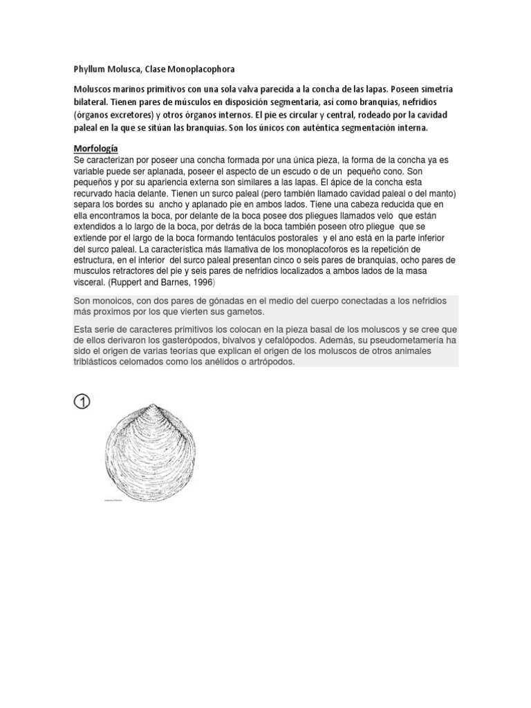 Monoplacophora: Moluscos Primarios y Su Evolución | PDF | Moluscos ...
