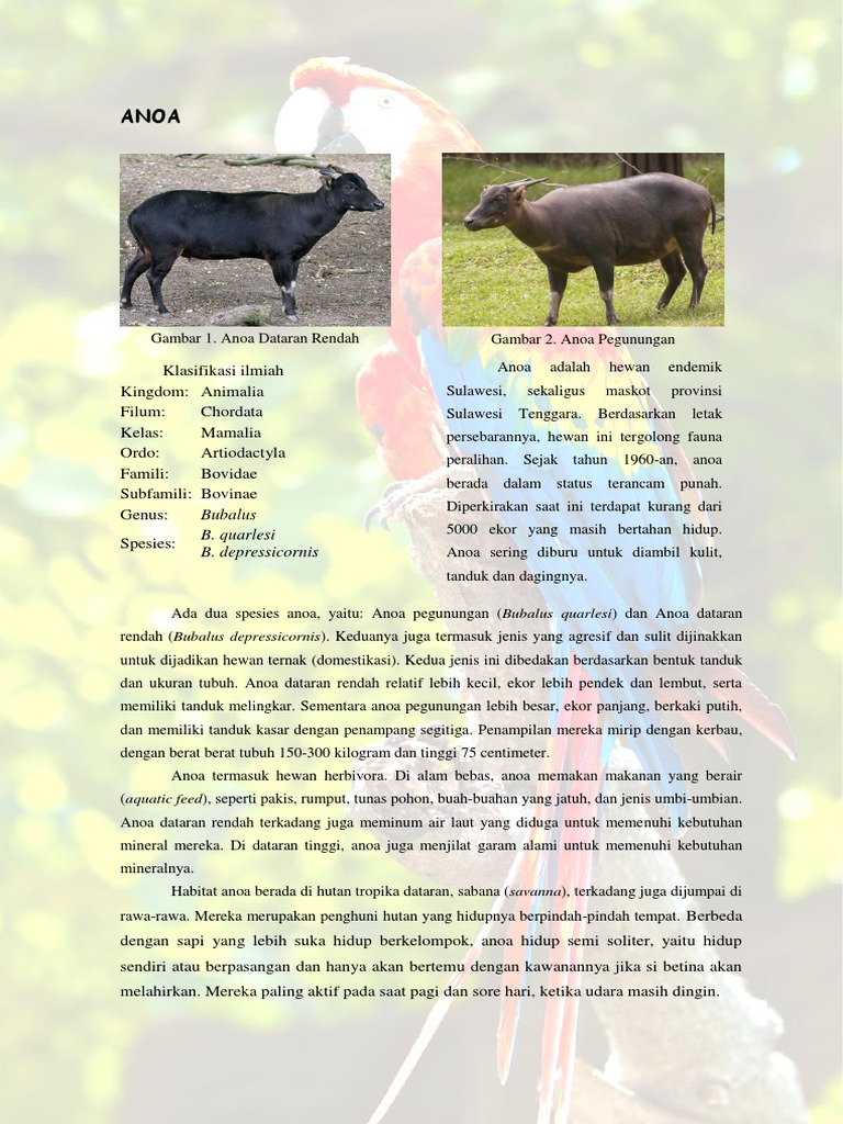 Keberadaan dan Spesies Anoa di Sulawesi | PDF