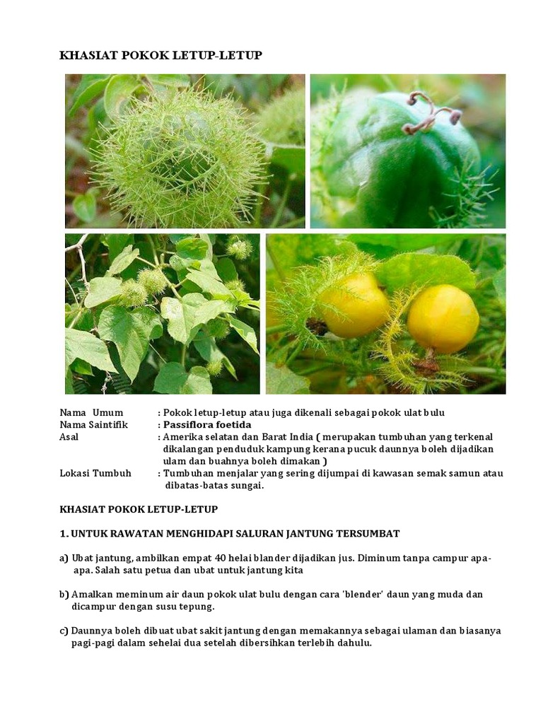 Khasiat Pokok Letup Letup | PDF