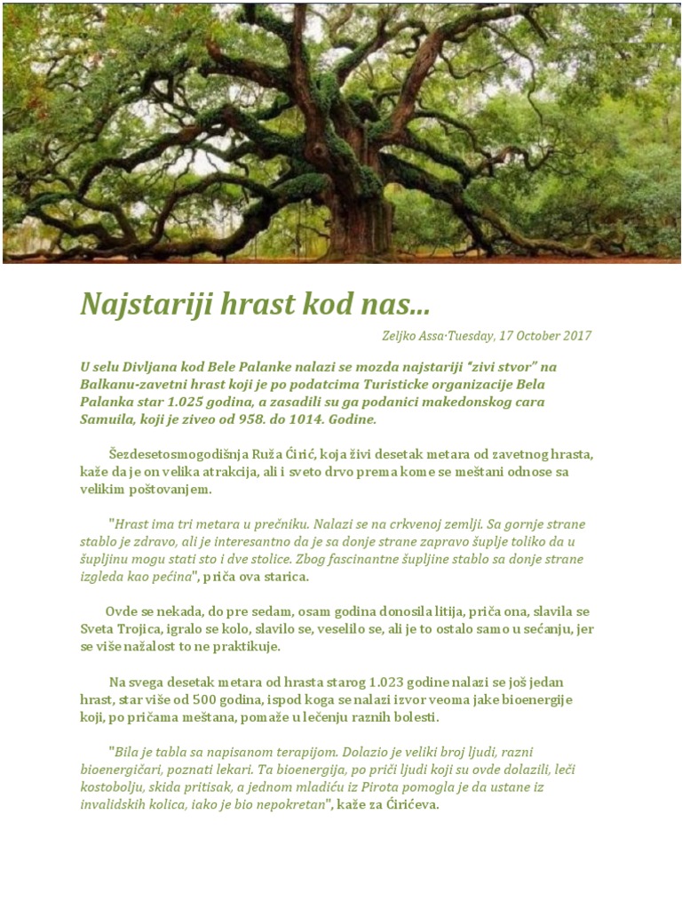 Najstariji Hrast Kod Nas | PDF