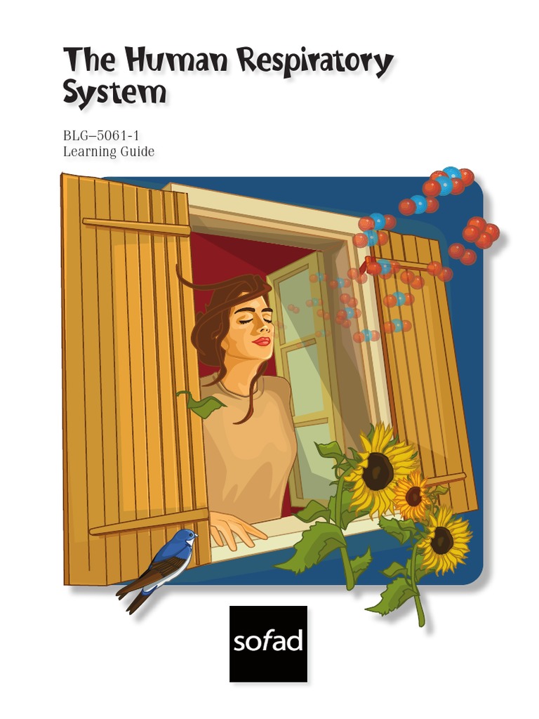 Human Anatomy Respiratory | PDF | Respiratory Tract | Respiratory System