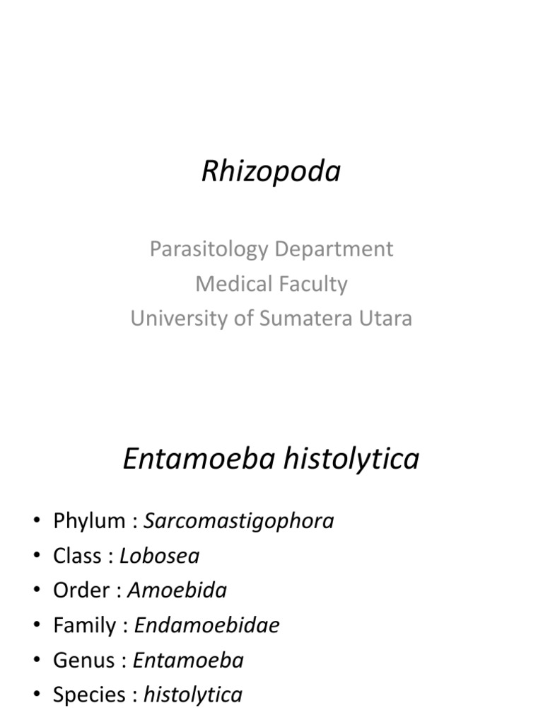 Rhizopoda: Parasitology Department Medical Faculty University of ...