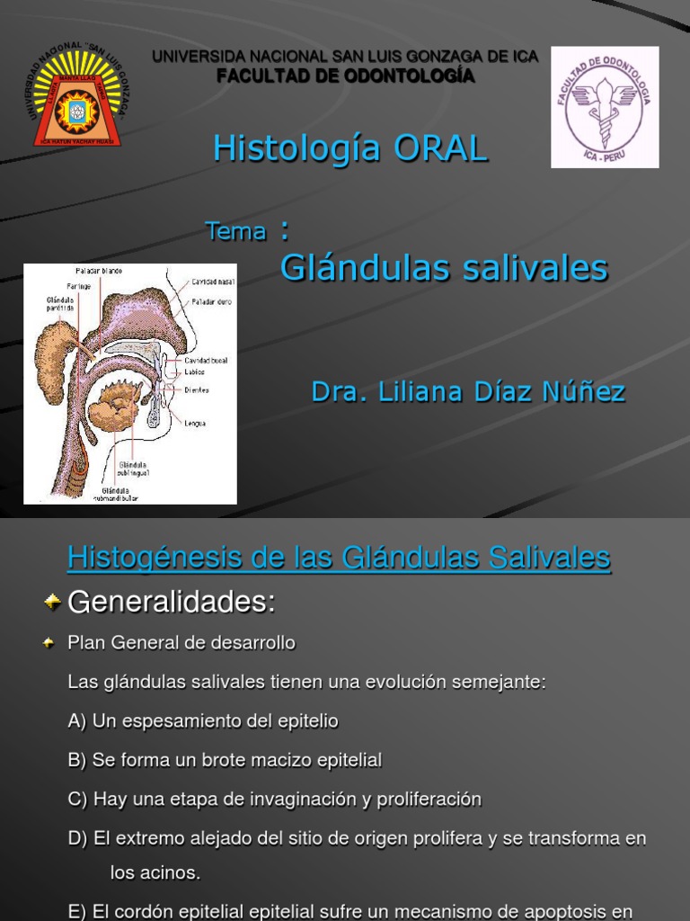 Glándulas Salivales HISTO | PDF | Saliva | Anatomía