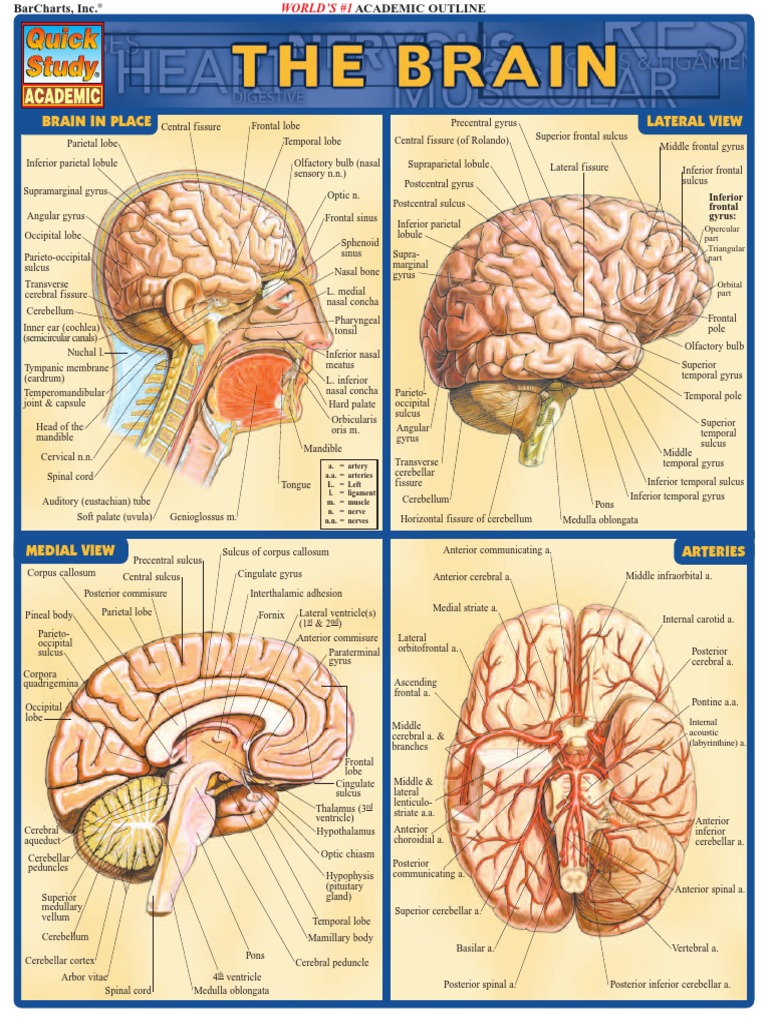 (Dale Nibbe) Brain Reference Guide PDF | PDF | Cerebrum | Parietal Lobe