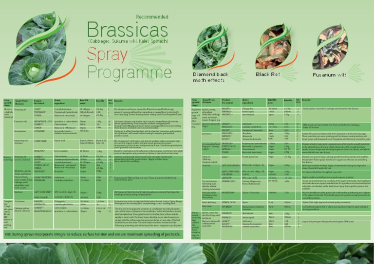 Brassicas Spray Programme Inside Ss | PDF | Cabbage | Seedling