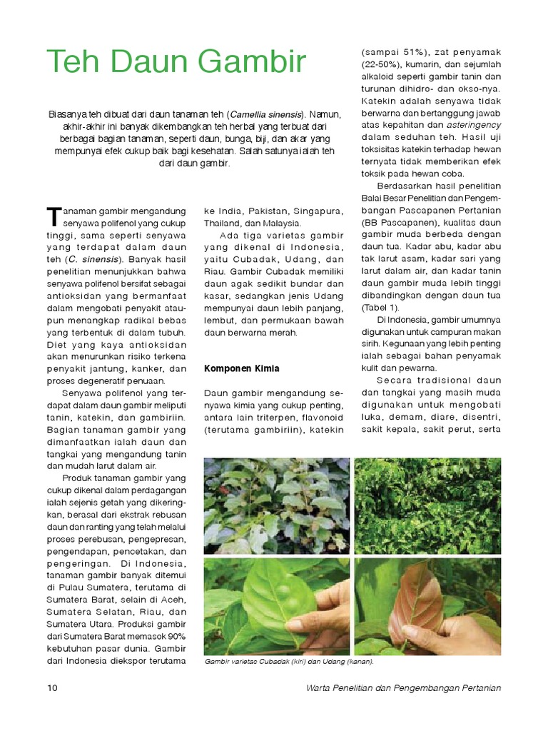 Teh Daun Gambir | PDF