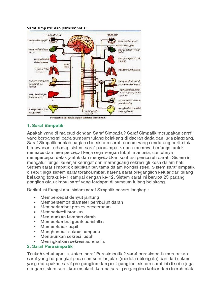 Saraf Simpatis Dan Parasimpatis | PDF
