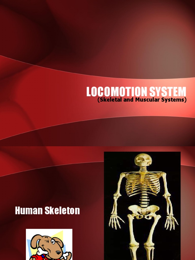 Locomotion System: (Skeletal and Muscular Systems) | PDF | Vertebral ...