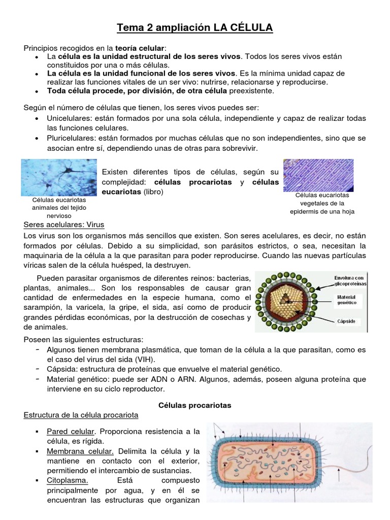 Ampliacion Tema 2 LA CELULA 1 | PDF | Retículo endoplásmico | Biología Celular)