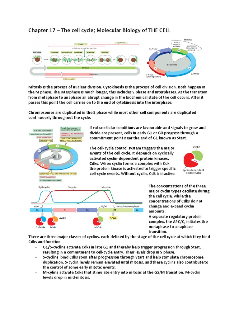 Summary Molecular Biology of The Cell Chapter 17 | PDF | Cell Cycle ...