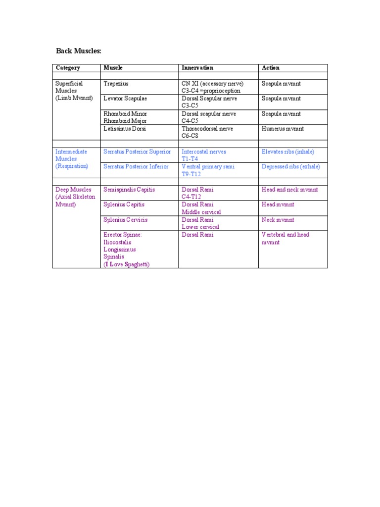 Back Muscles: Functions & Innervation | PDF