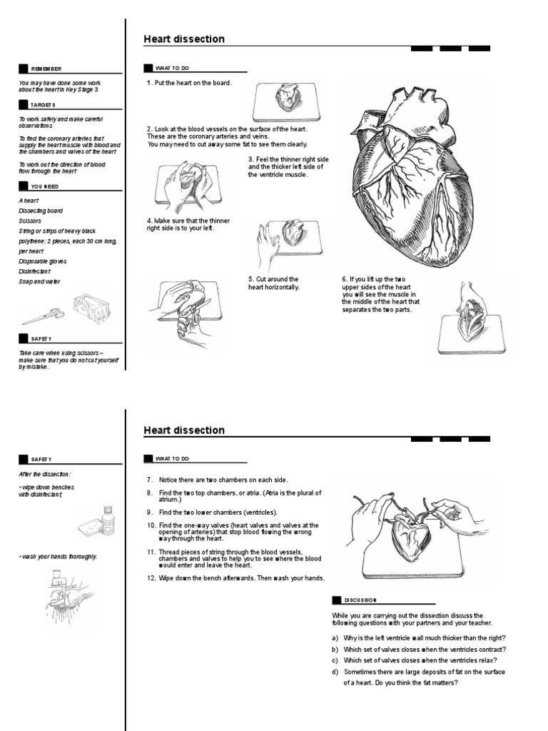 Heart Dissection | Heart Valve | Heart