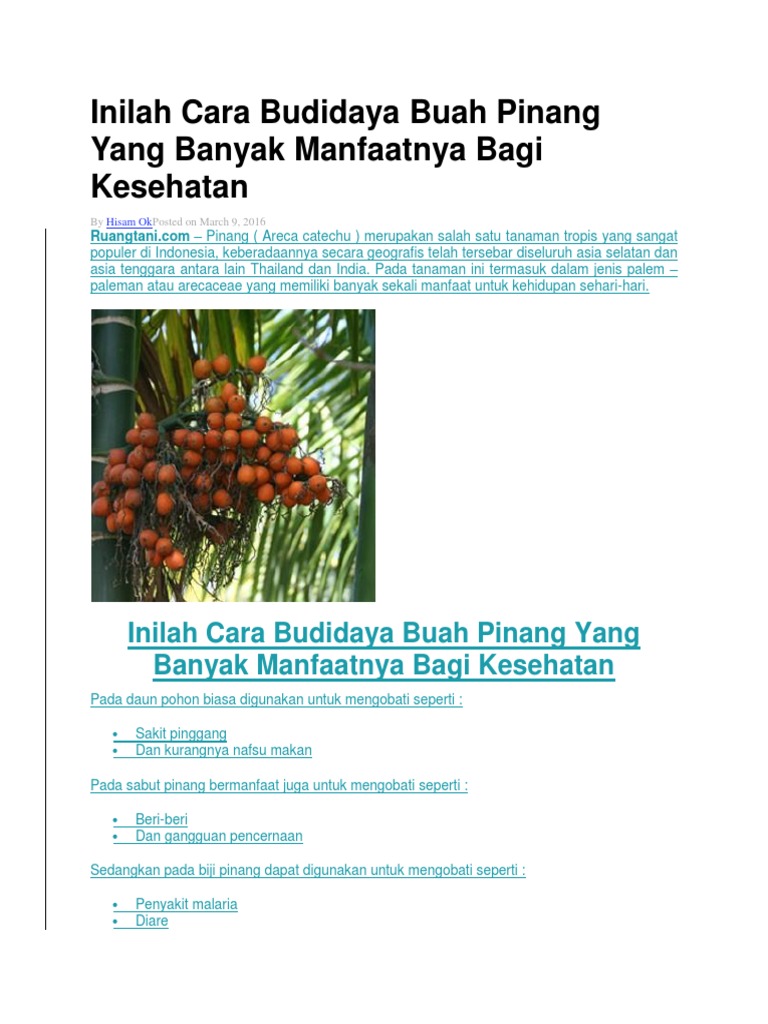 Inilah Cara Budidaya Buah Pinang Yang Banyak Manfaatnya Bagi Kesehatan ...