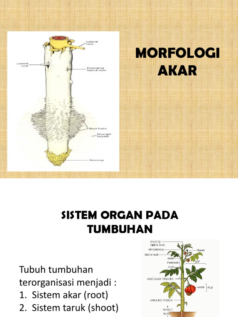 Morfologi Akar | PDF