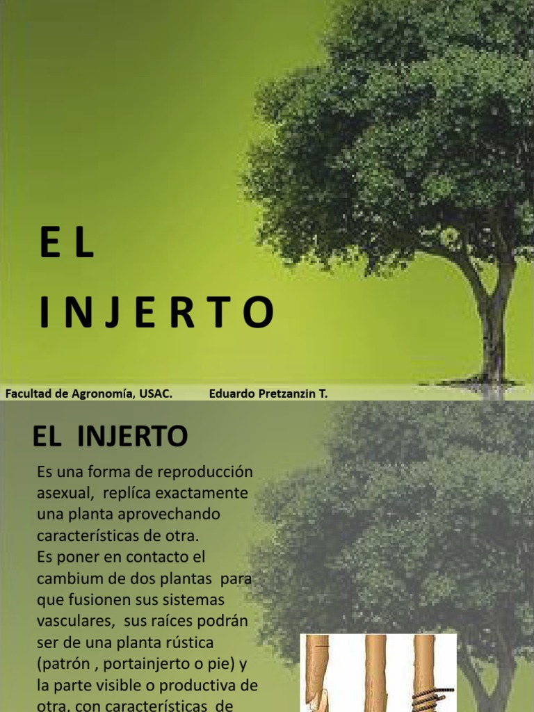 El Injerto Presentación | PDF | Injerto | Plantas