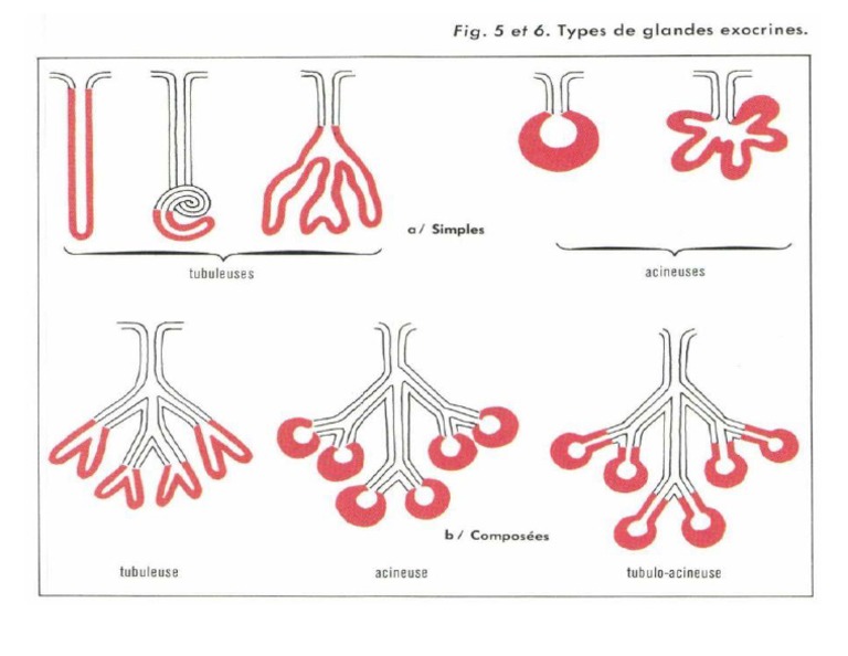 Glande Exocrine | PDF