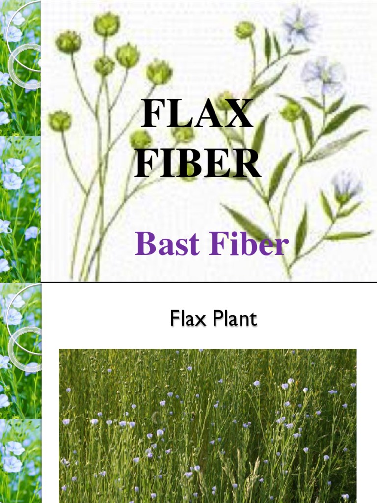 5- Flax.pptx | Flax | Linens