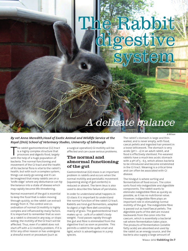 Rabbit GI Health and Diet Guide | PDF | Gastrointestinal Tract | Rabbit