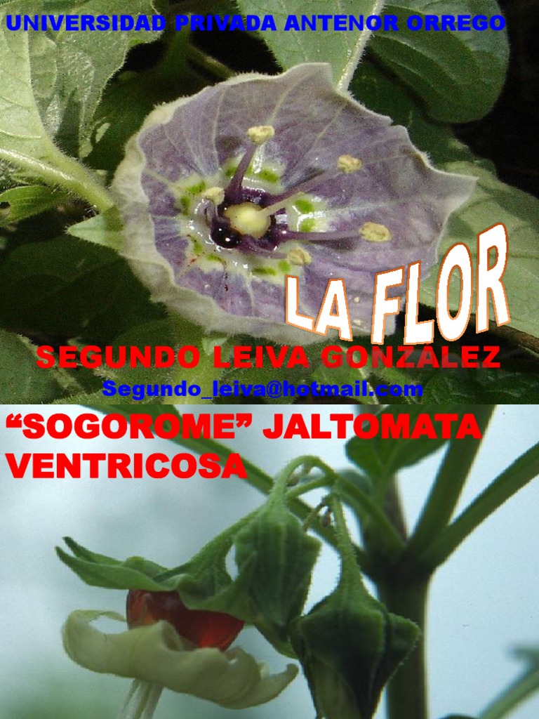 Flor Perianto | PDF | Horticultura y jardinería | Plantas