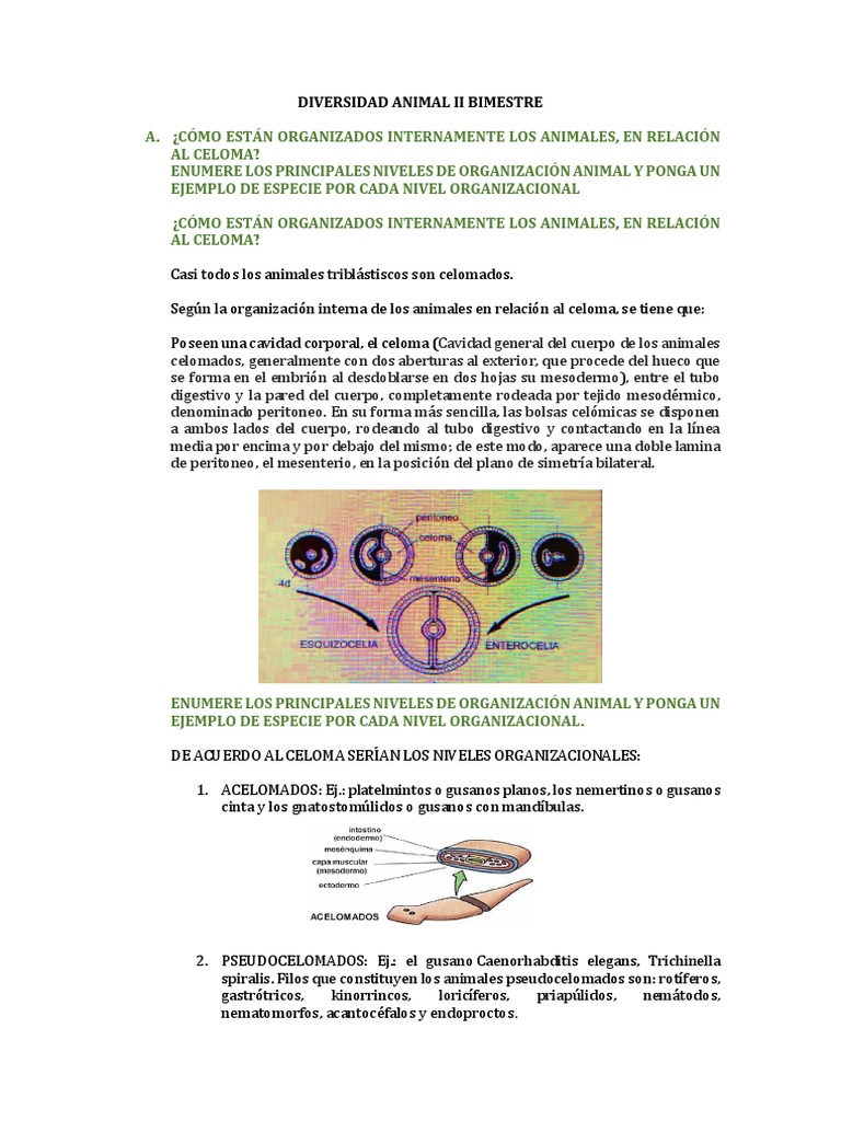 Pamela Ibujes IIBim Diversidad Animal ParteA | PDF | Protostomas | Biología