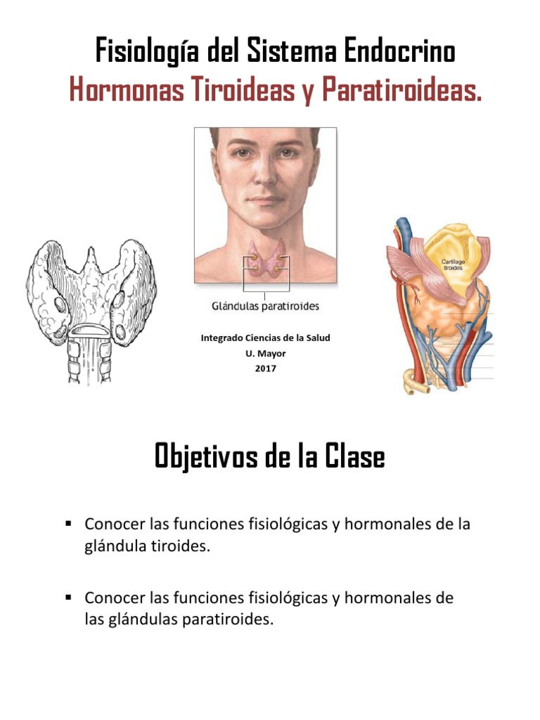 Sistema Endocrino II Tiroides y Paratiroides | PDF | Hormona estimulante de la tiroides | Tiroides