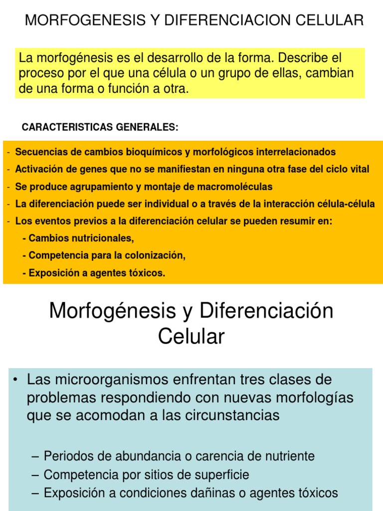4. Morfogenesis y Diferenciacion Celular | Las bacterias | Ciencias de ...