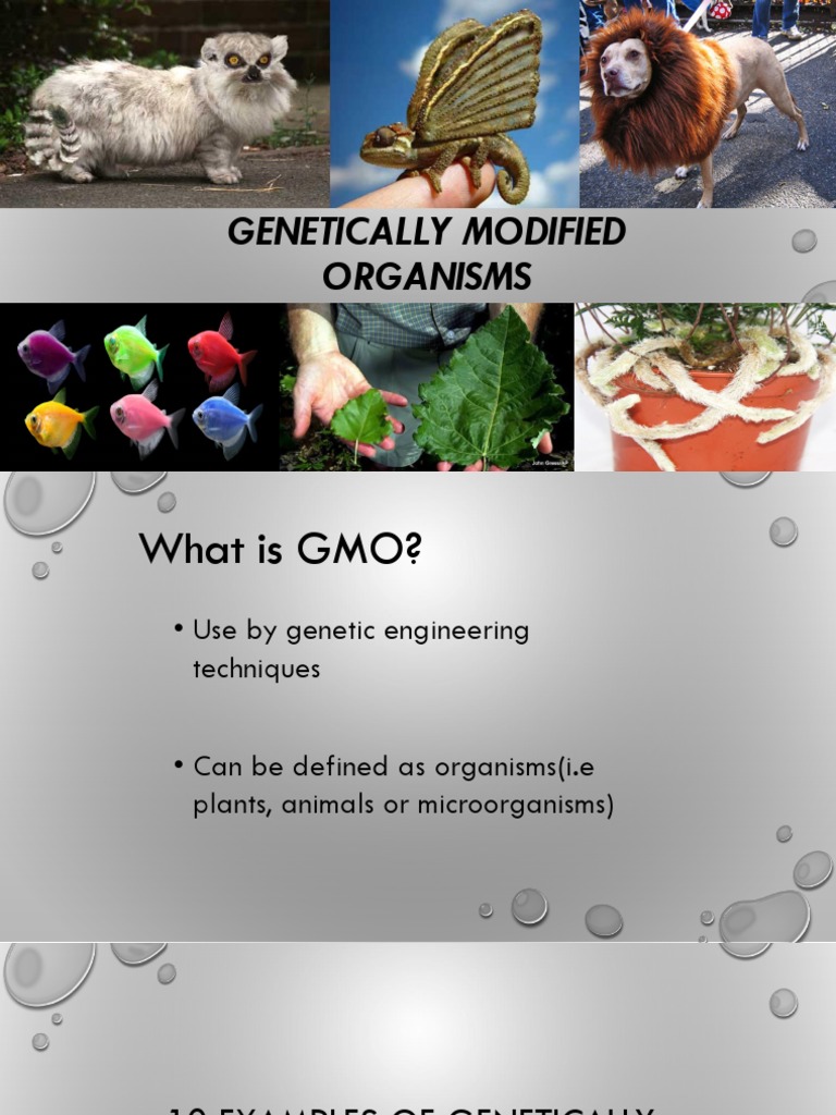 Genetically Modified Organisms | PDF