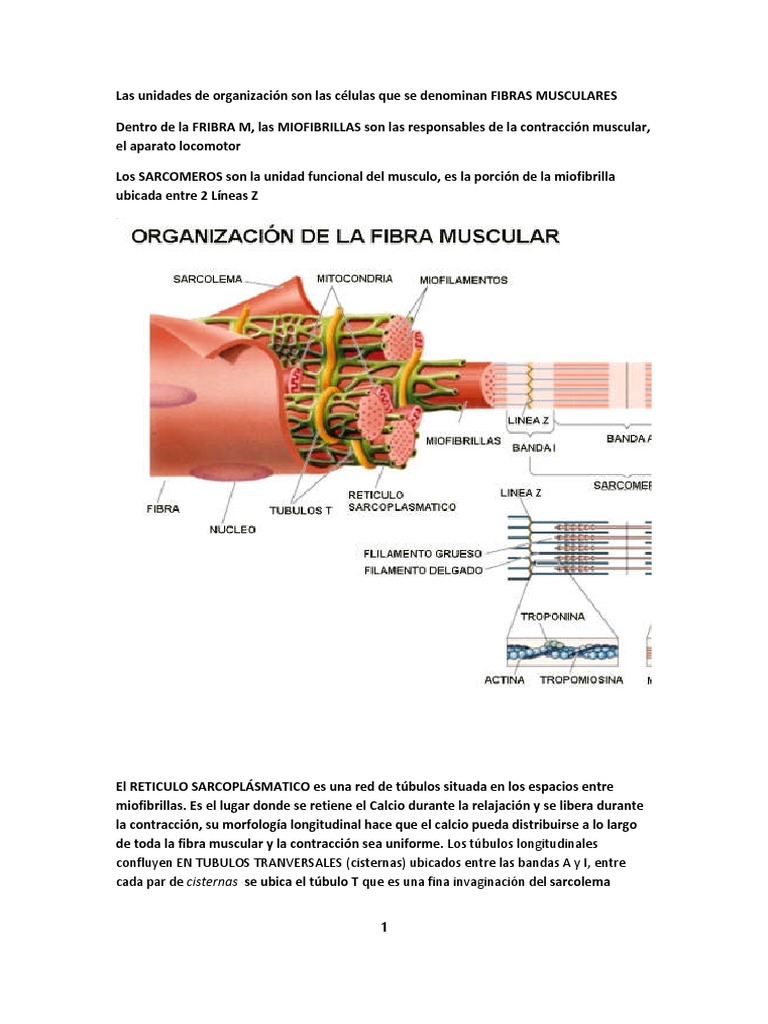 Estructura y funcionamiento de la unidad contráctil muscular: la fibra ...