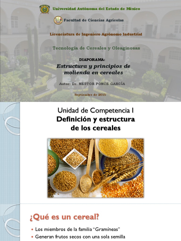 Tecnologia de Cereales | PDF | Cereales | Proteínas