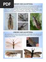 Principales Ordenes de Los Insectos | PDF | Insectos | Mosca