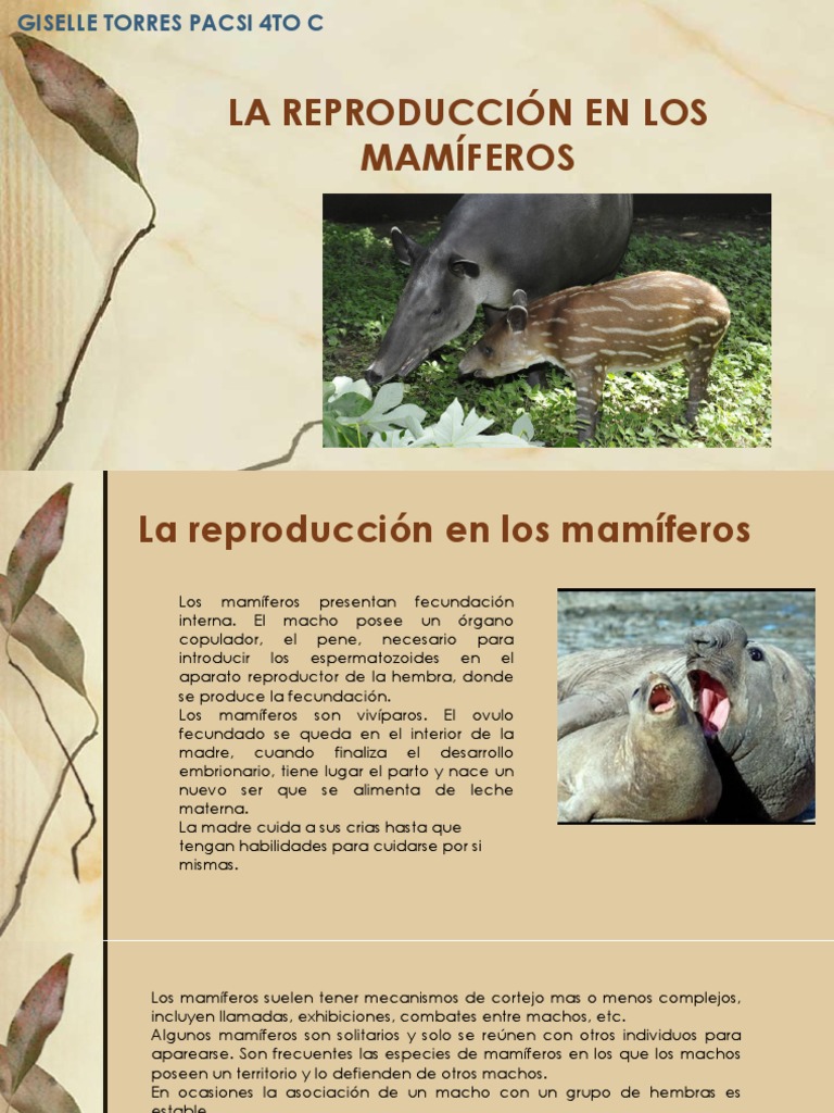 Reproducción_De_Los_Mamíferos , Placentarios: qué son, características ...