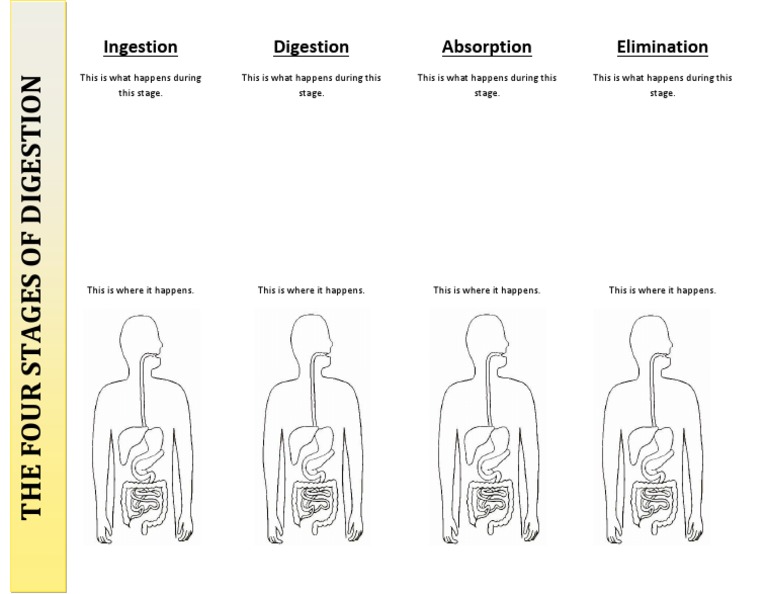 Ingestion Digestion Absorption Elimination | PDF