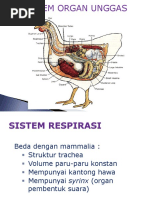 Anatomi Fungsional Organ Reproduksi Sapi Betina | PDF