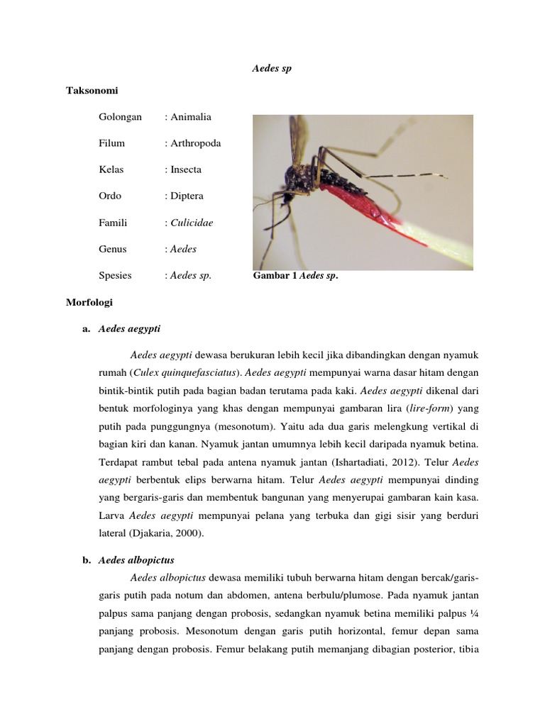 Aedes SP | PDF