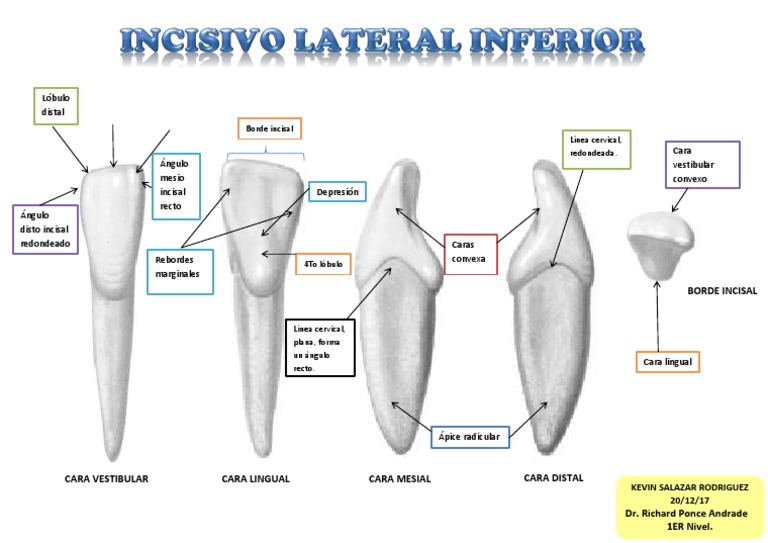 Incisivo Laterale | PDF | Anatomia dental | Boca
