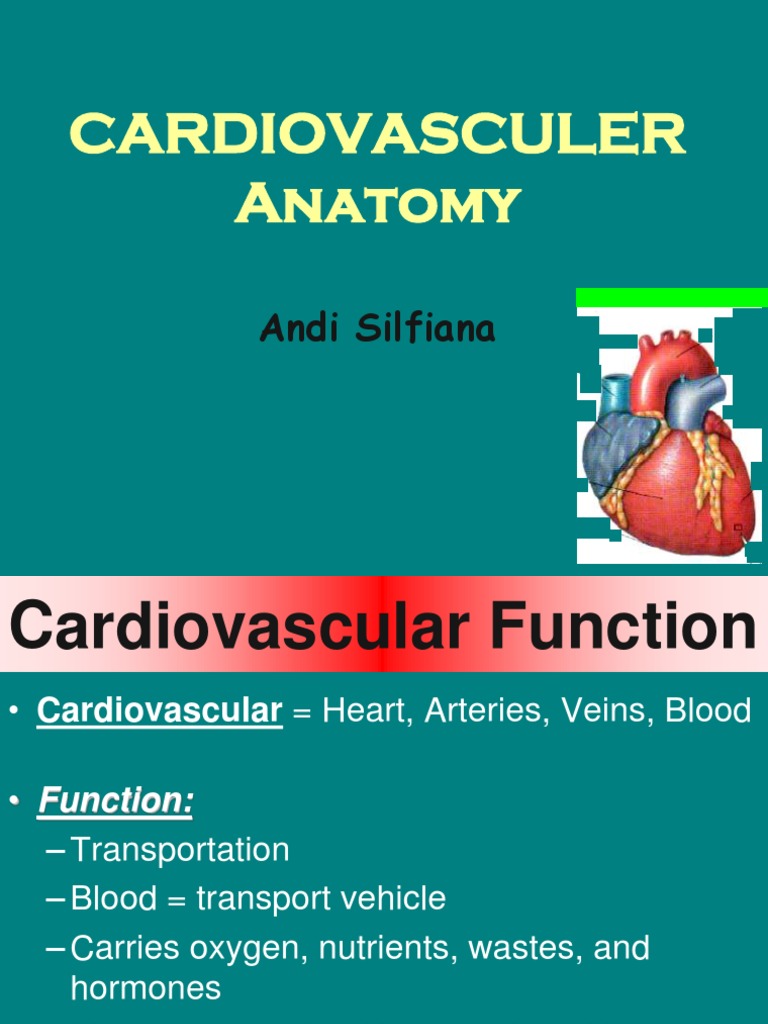 Cardiovascular Anatomy and Function Guide | PDF | Heart Valve | Heart